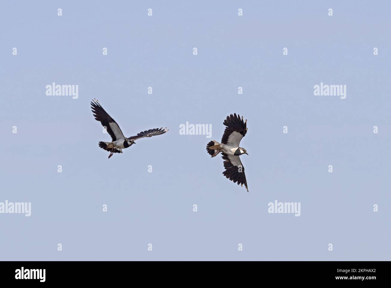 Flying lapwings hi-res stock photography and images - Alamy