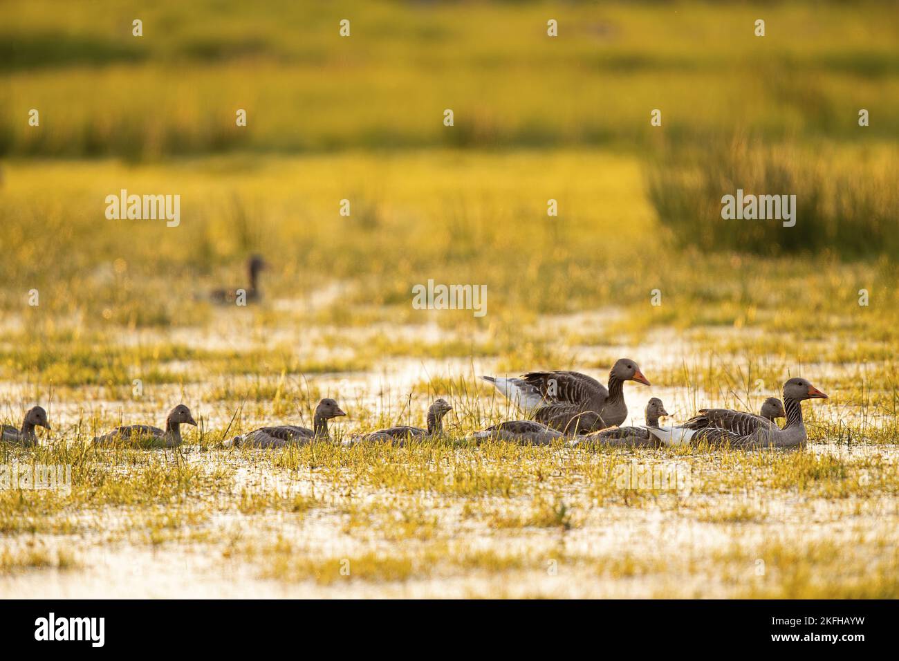 Grey geese in water Stock Photo - Alamy