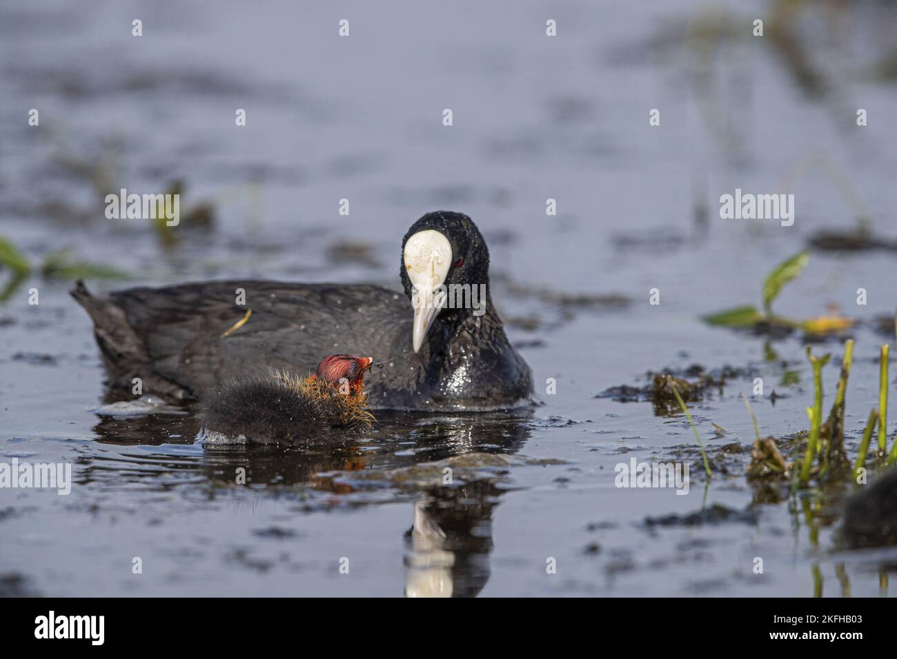 black coot with young bird Stock Photo - Alamy