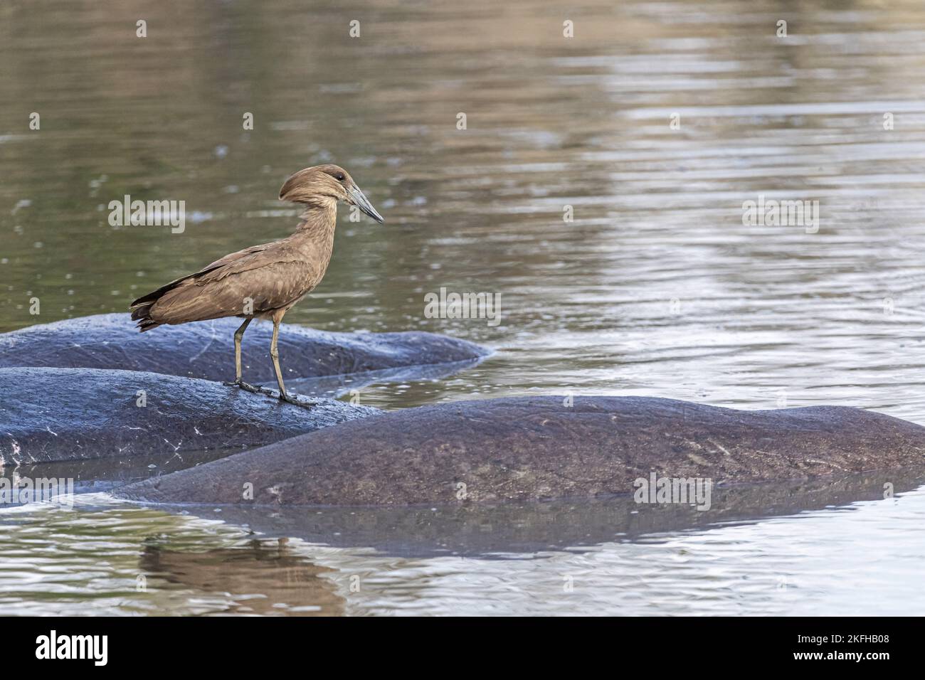 Hammer headed stork hi-res stock photography and images - Alamy