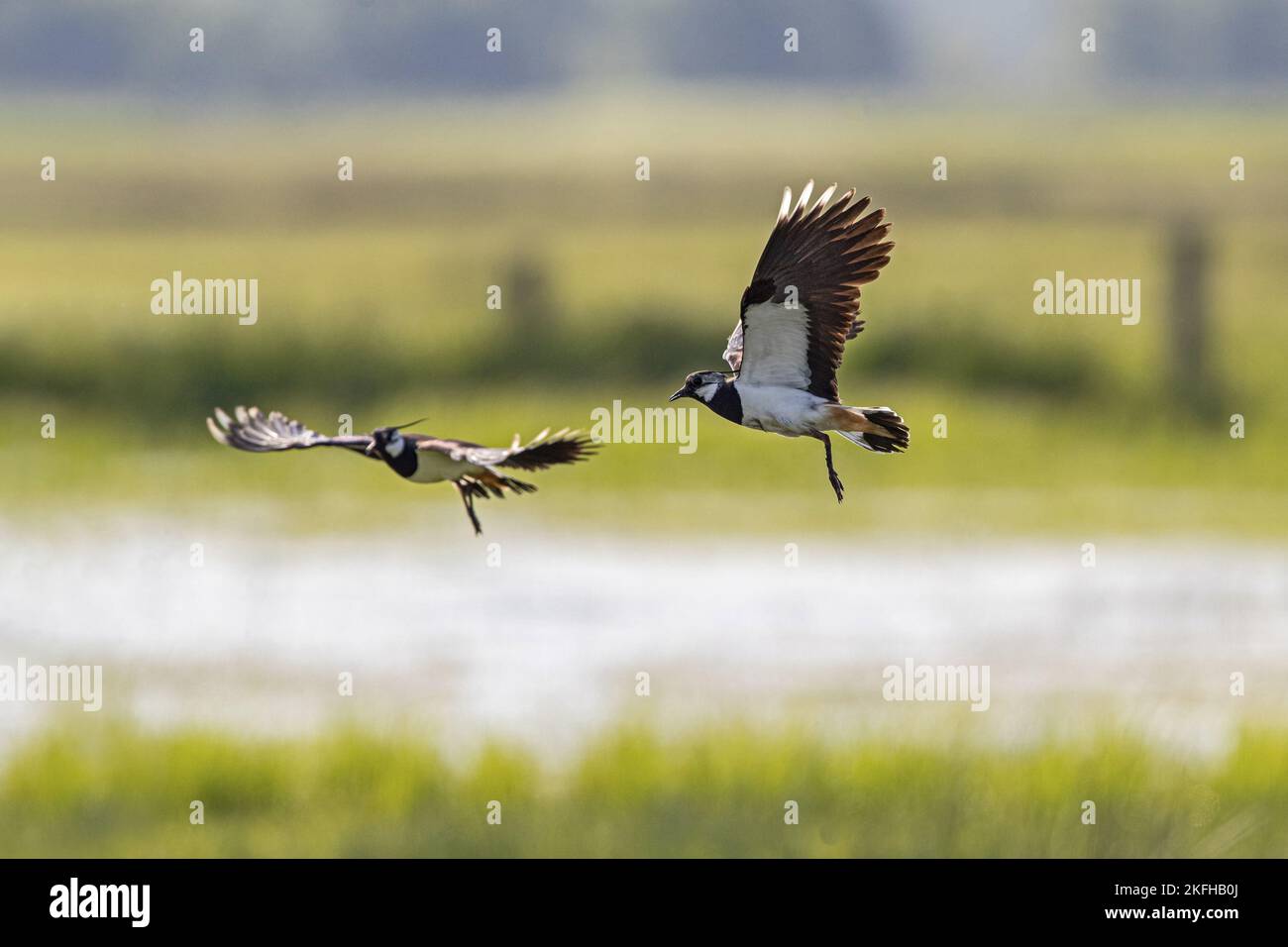 Flying lapwings hi-res stock photography and images - Alamy