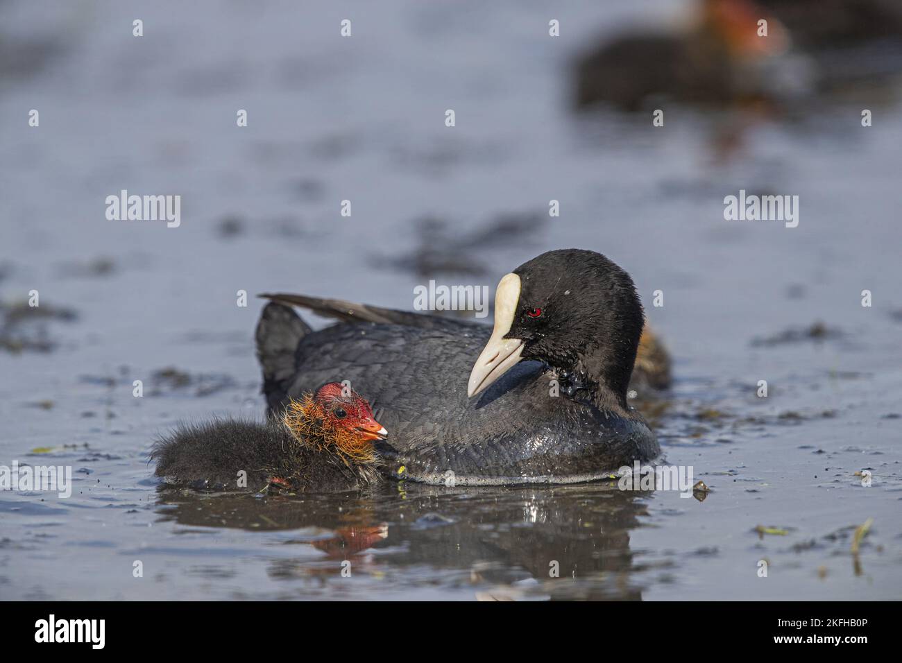Coots adult and chicks swimming hi-res stock photography and images - Alamy