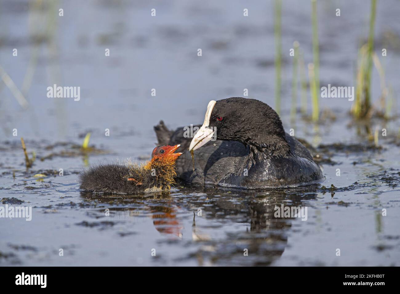 Coots adult and chicks swimming hi-res stock photography and images - Alamy