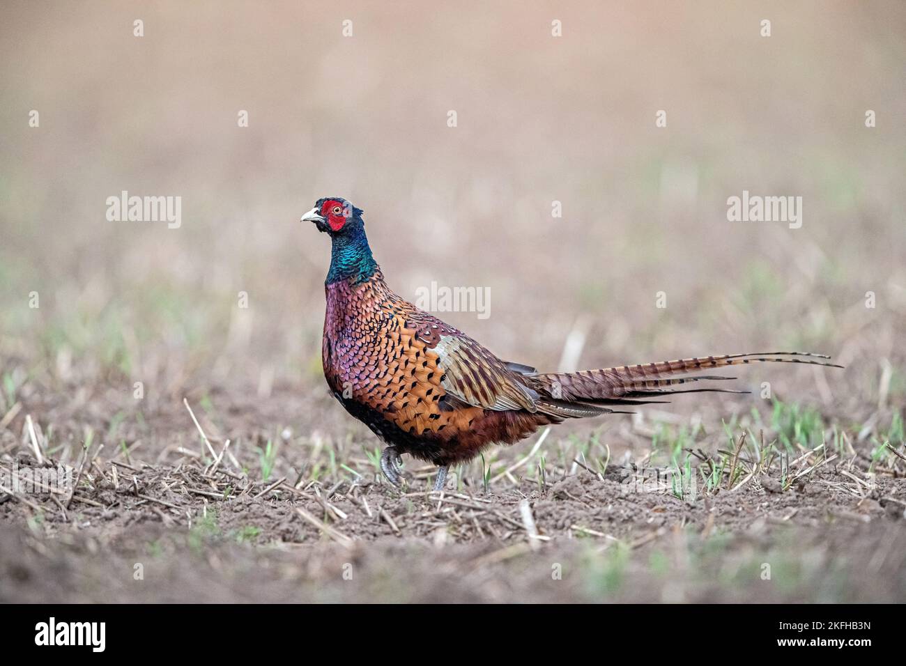 Male pheasant landscape format hi-res stock photography and images - Alamy