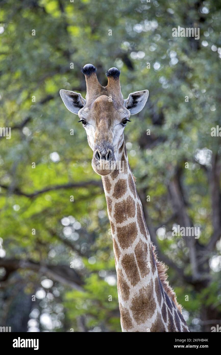 Portait format hi-res stock photography and images - Alamy