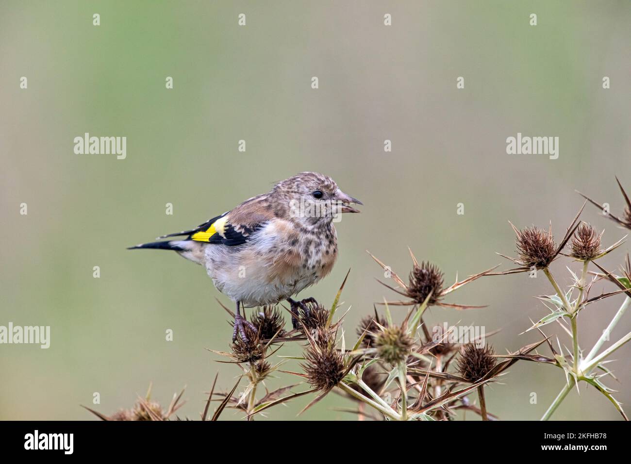 European goldfinch thistles hi-res stock photography and images - Alamy