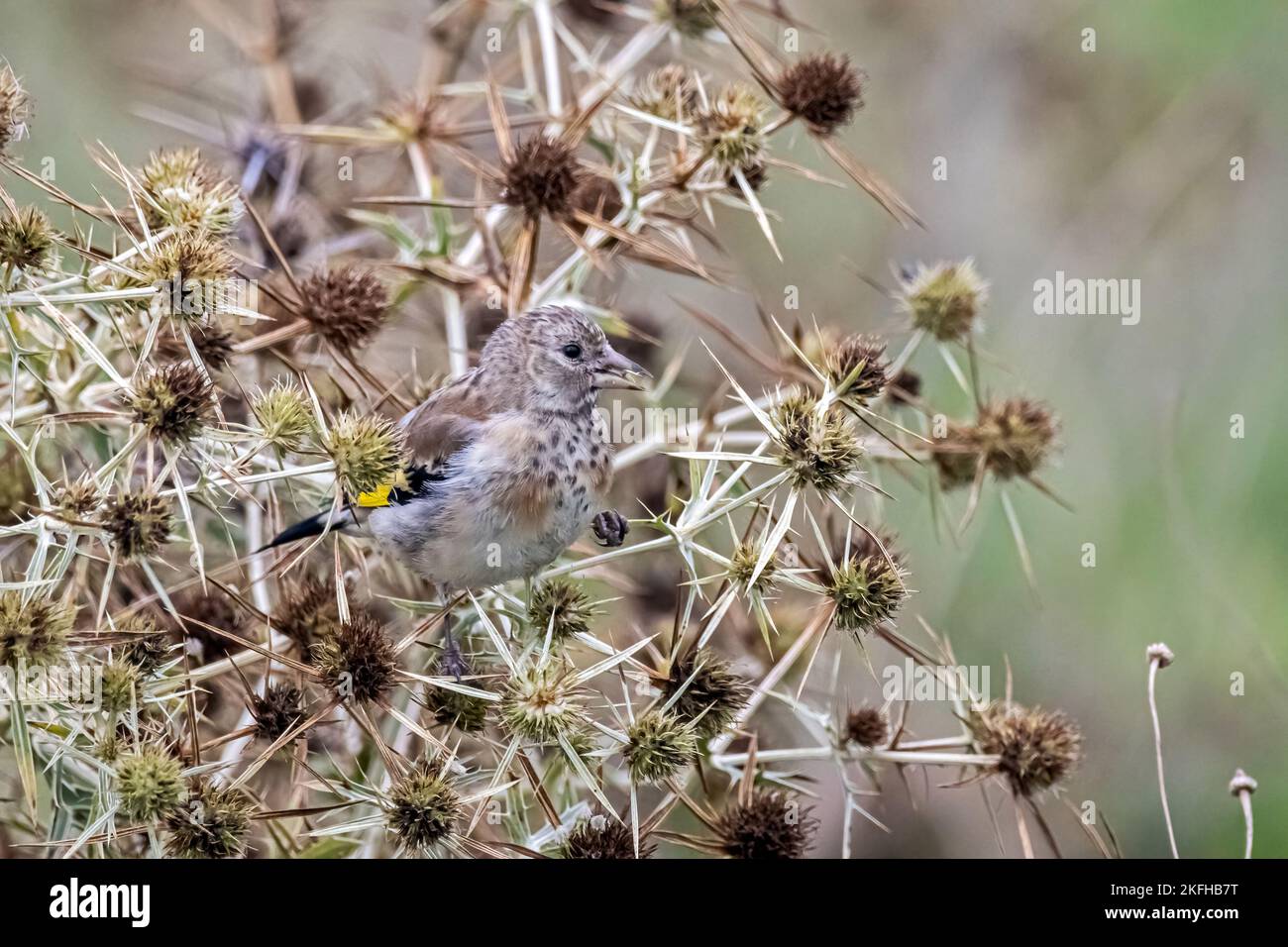 Landscape format goldfinch hi-res stock photography and images - Alamy