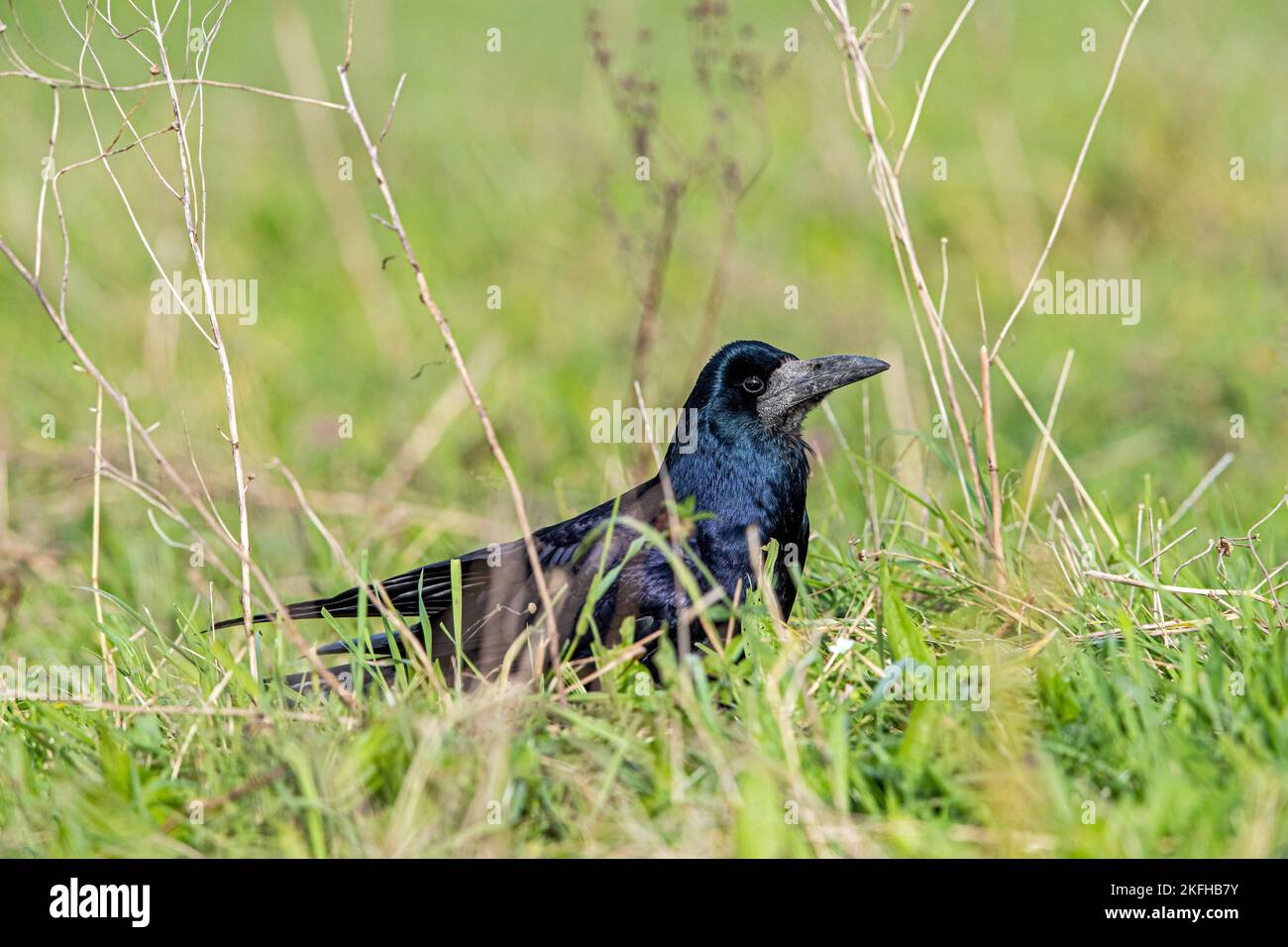 Rook side view hi-res stock photography and images - Alamy