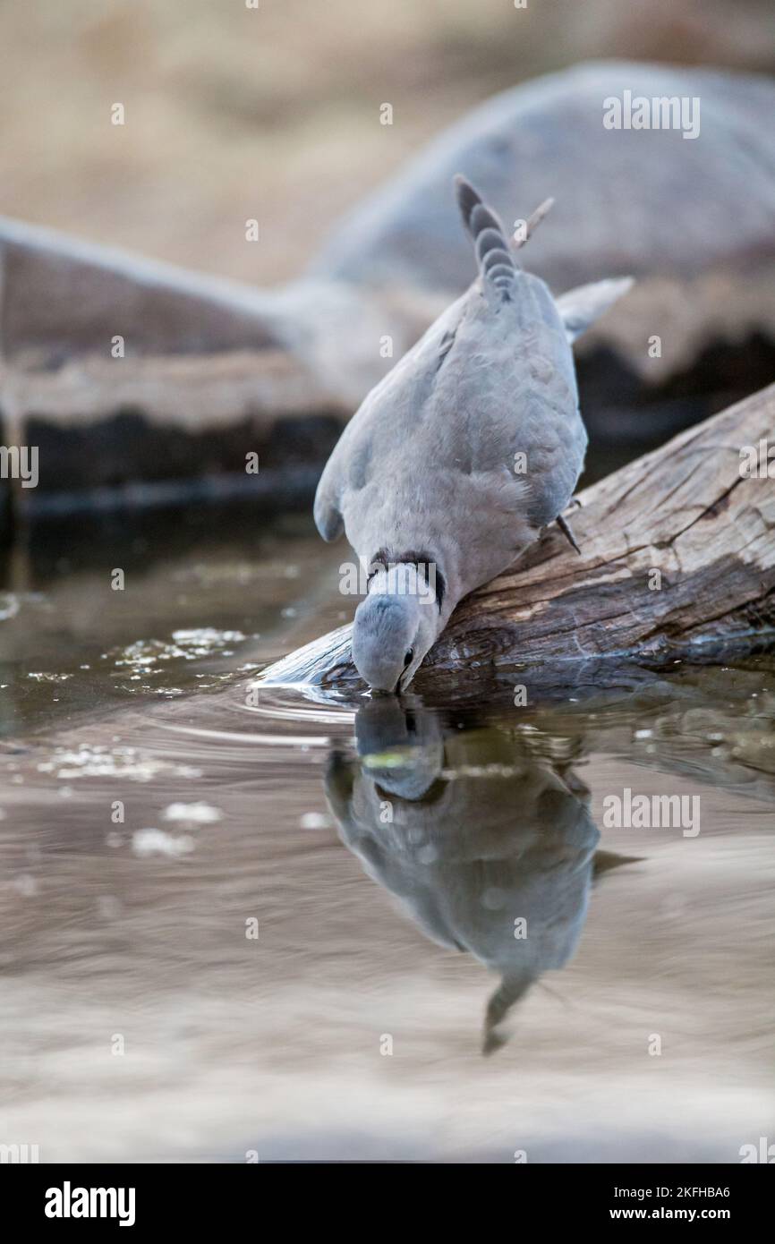 ring-necked cape turtle Stock Photo - Alamy