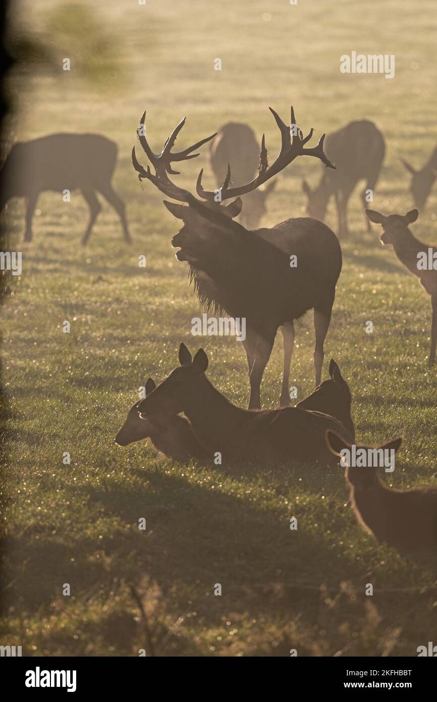 Deer group vertical hi-res stock photography and images - Alamy