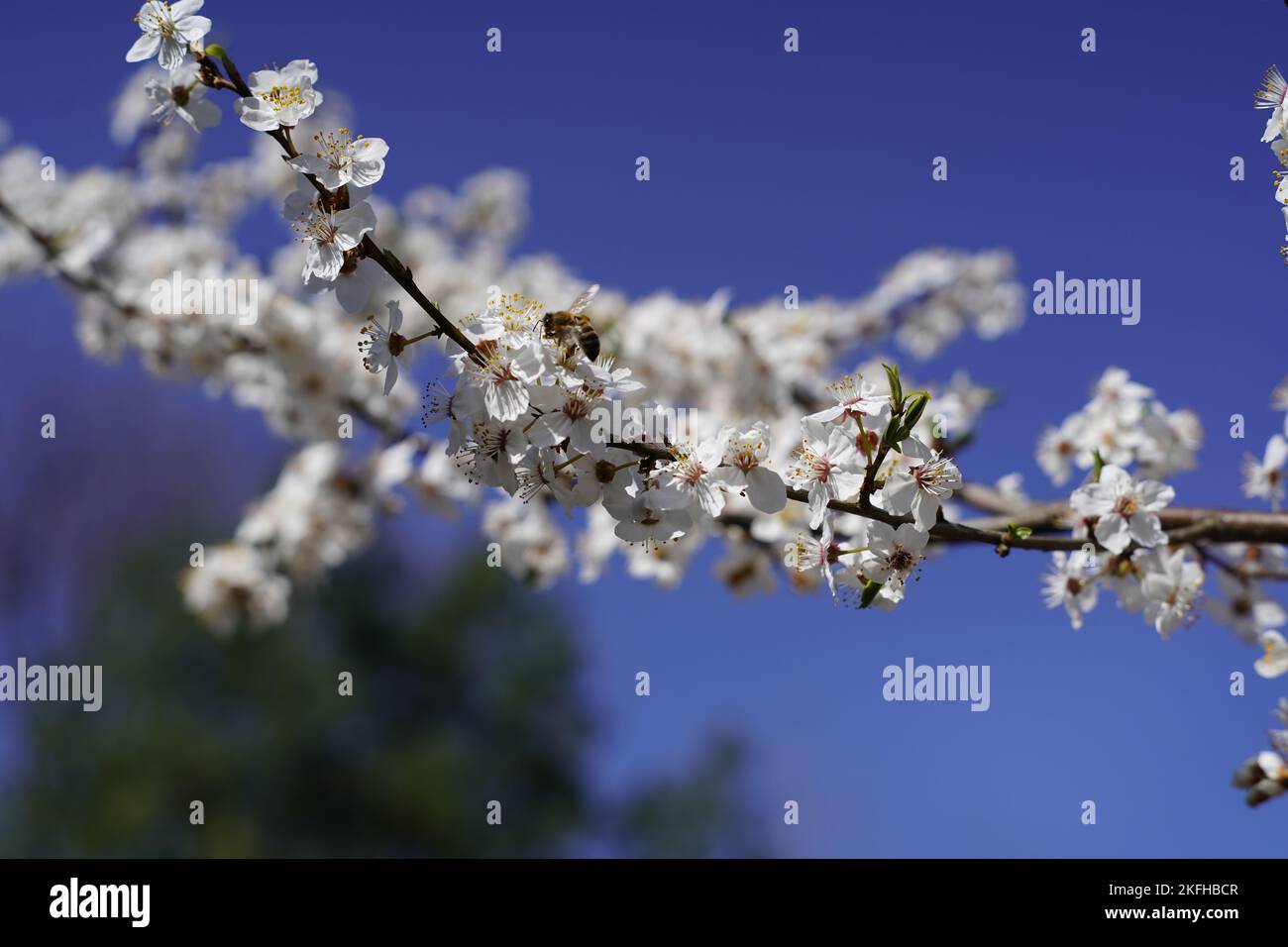 Tree full of flowers hi-res stock photography and images - Alamy