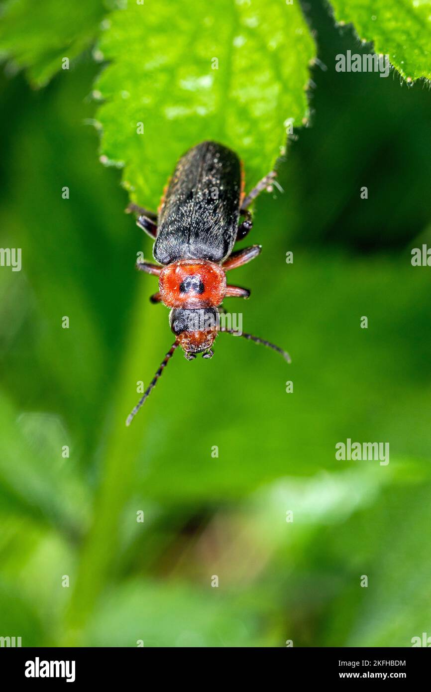 Soldier beetles cantharidae insecta hi-res stock photography and images ...
