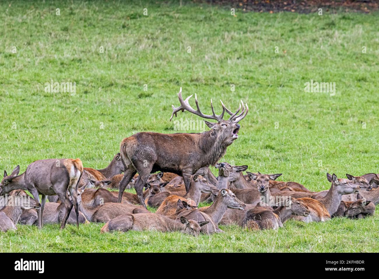 Red deer female stag laying hi-res stock photography and images - Alamy