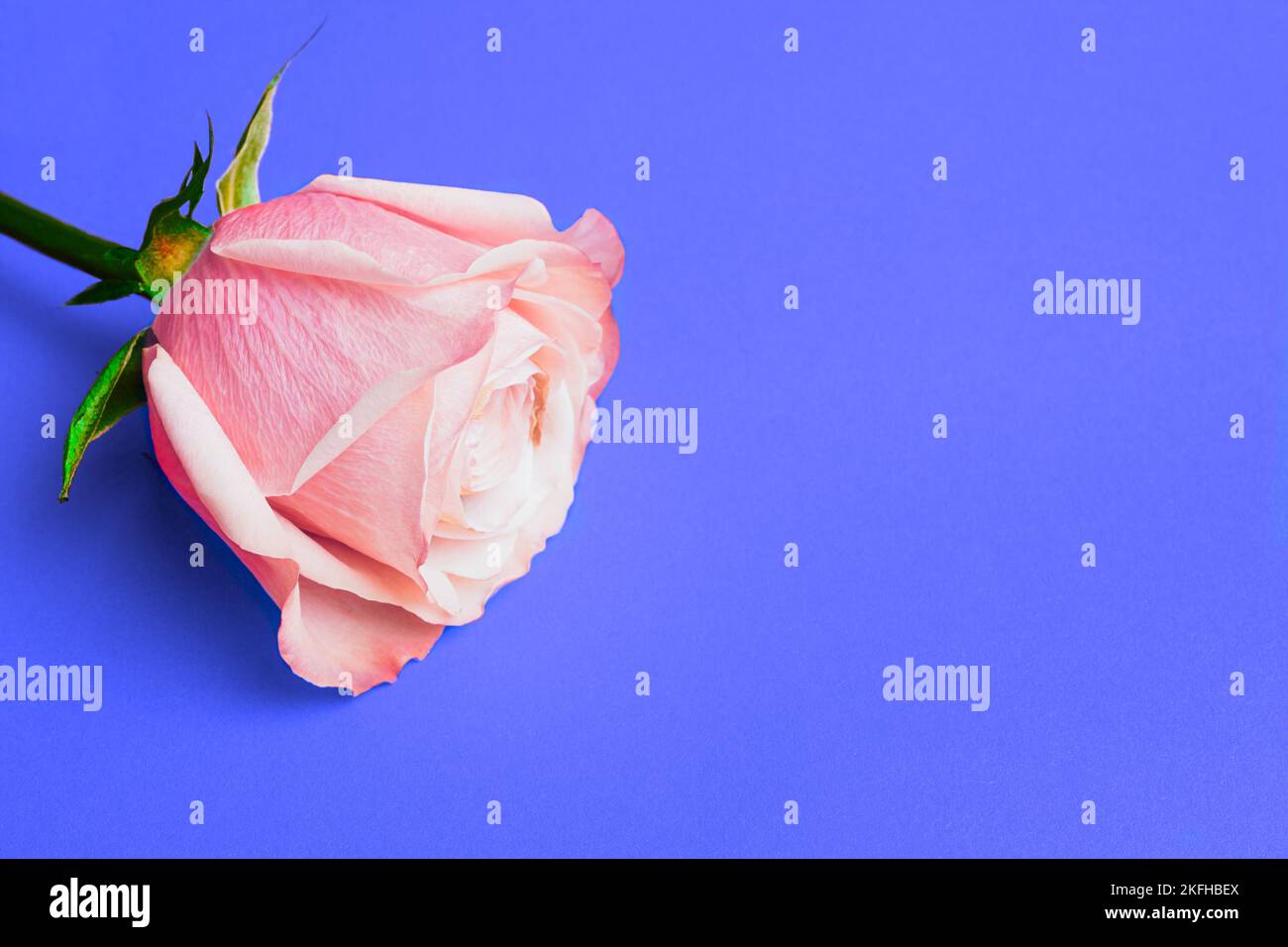 Very peri rose hi-res stock photography and images - Alamy