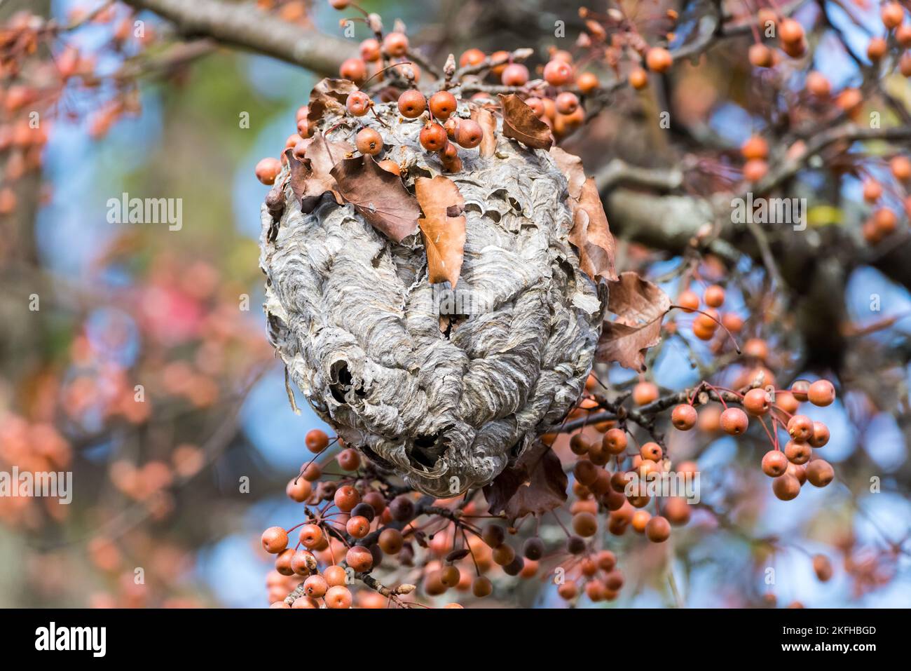 Deserted wasp hive hanging from a branch Stock Photo - Alamy