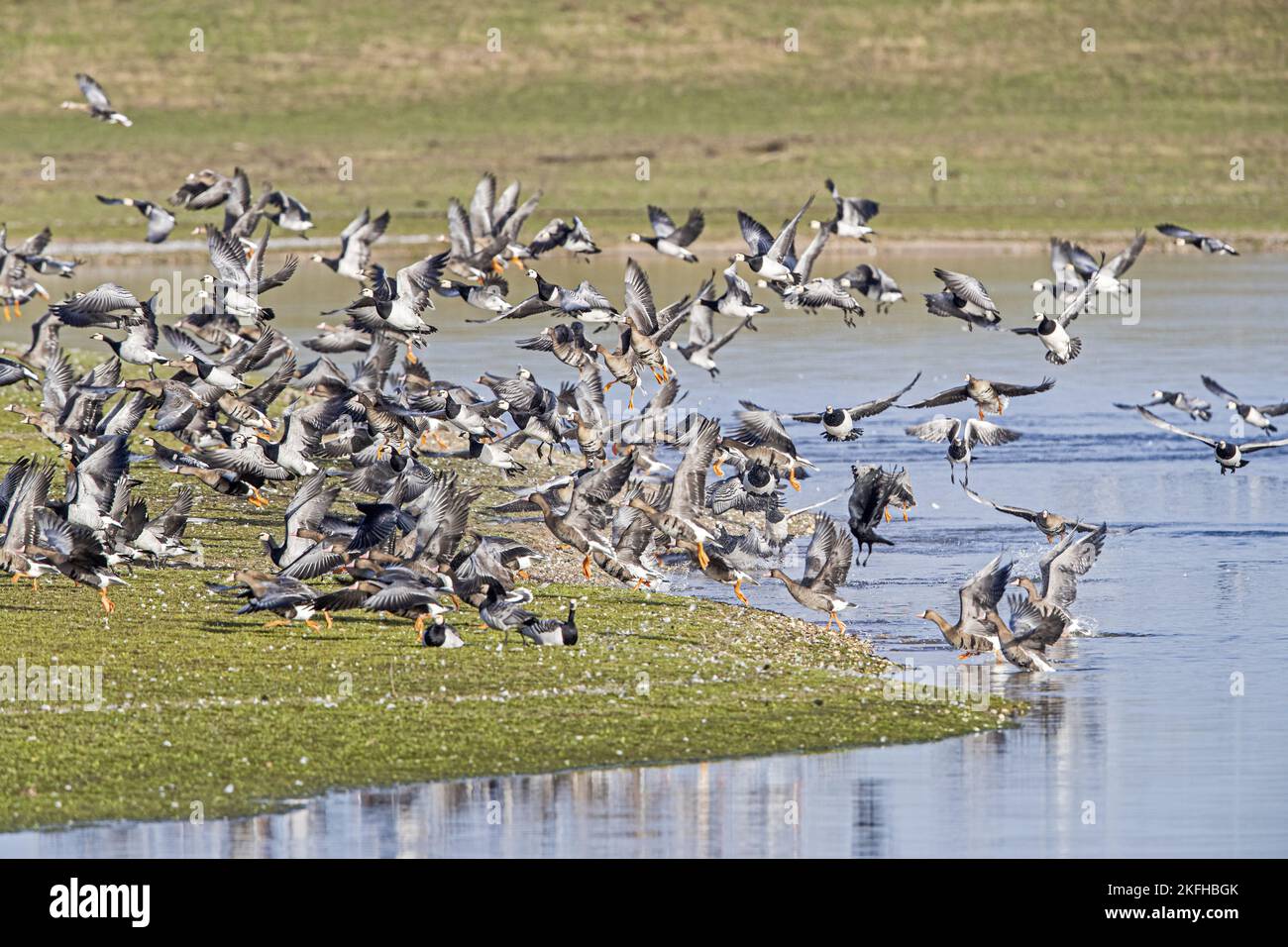 Two goose barnacles hi-res stock photography and images - Alamy