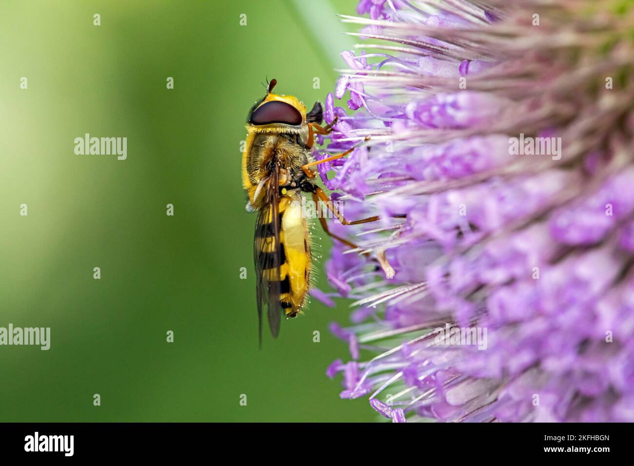 common banded hoverfly Stock Photo - Alamy