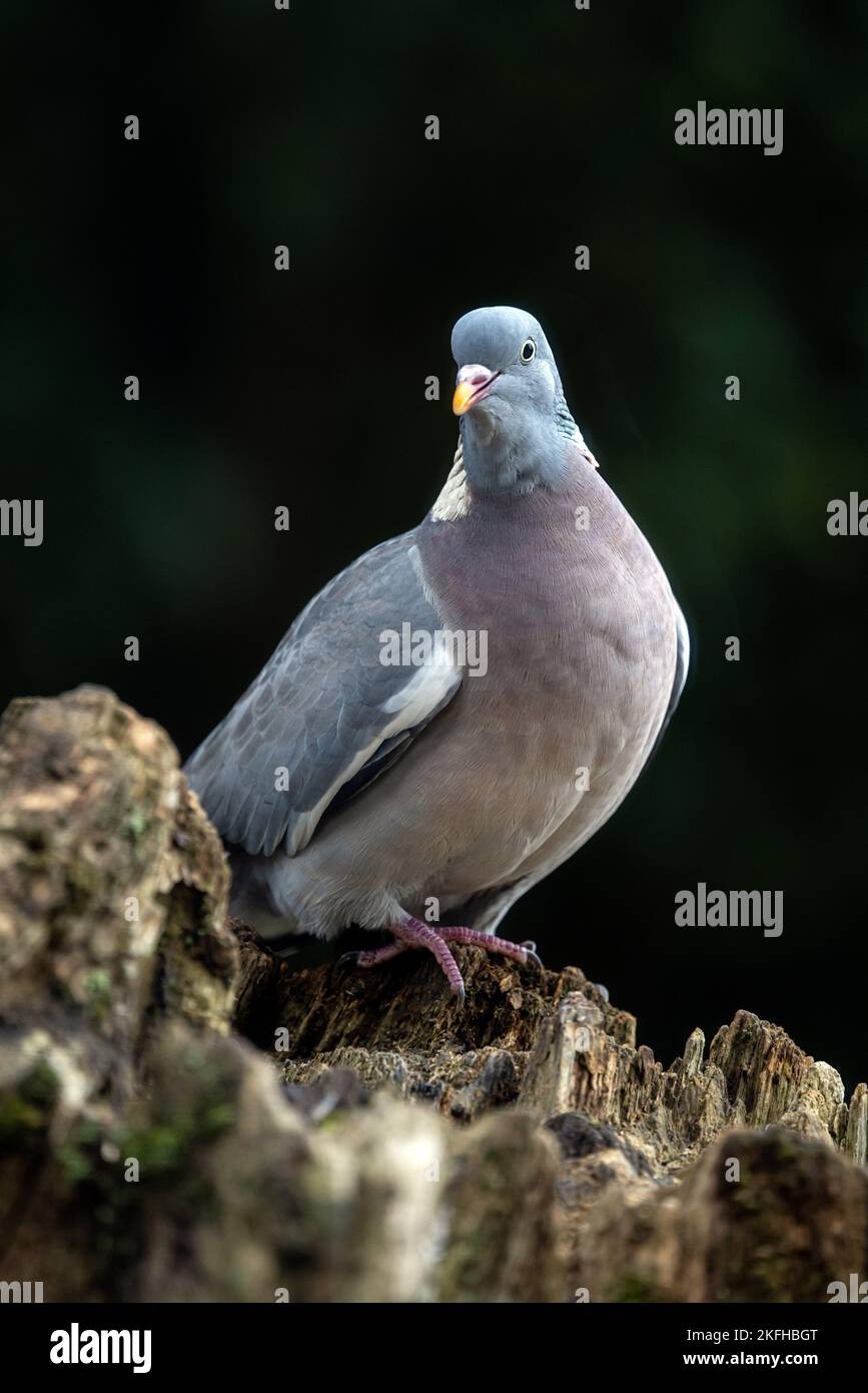 Culver culvers bird birds hi-res stock photography and images - Alamy