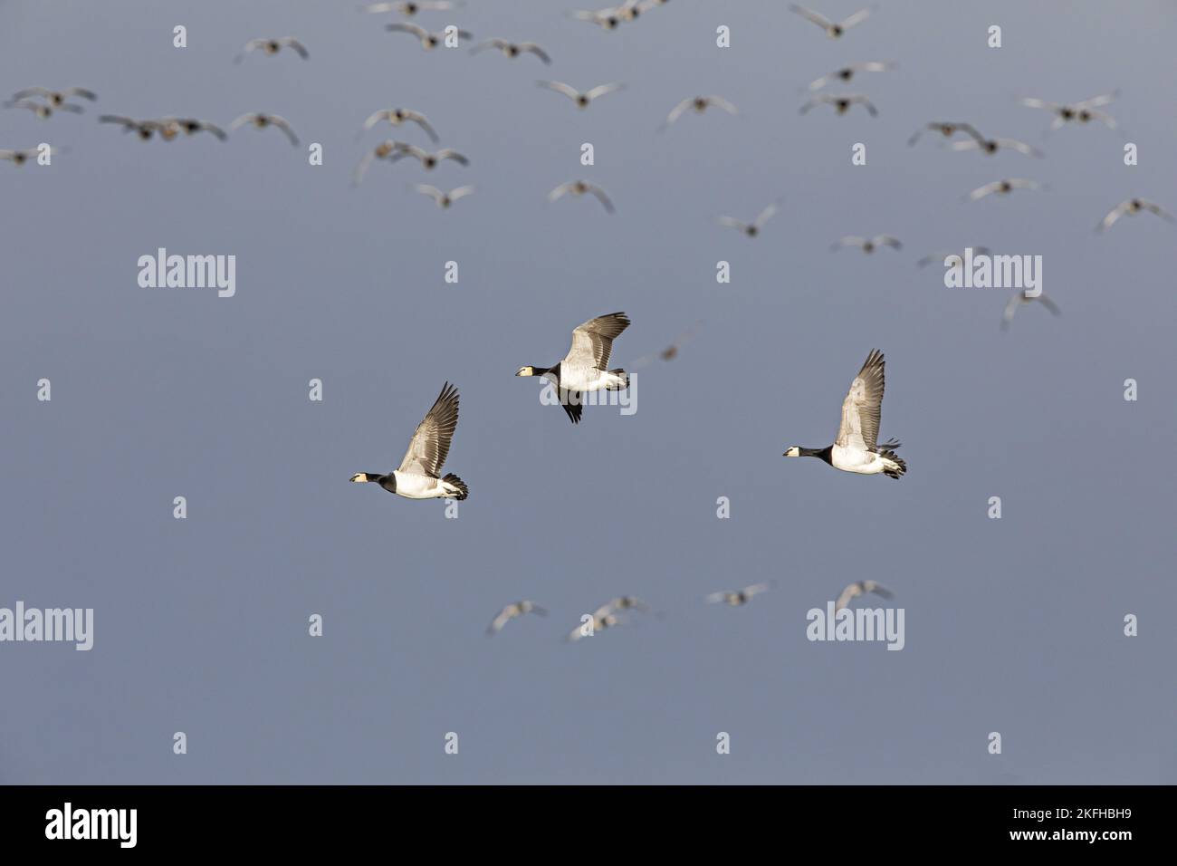 Two goose barnacles hi-res stock photography and images - Alamy