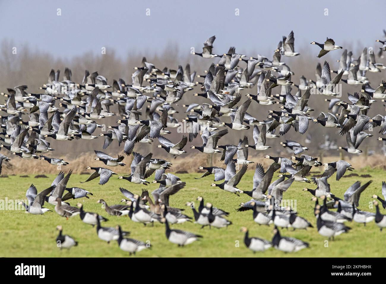 Two goose barnacles hi-res stock photography and images - Alamy