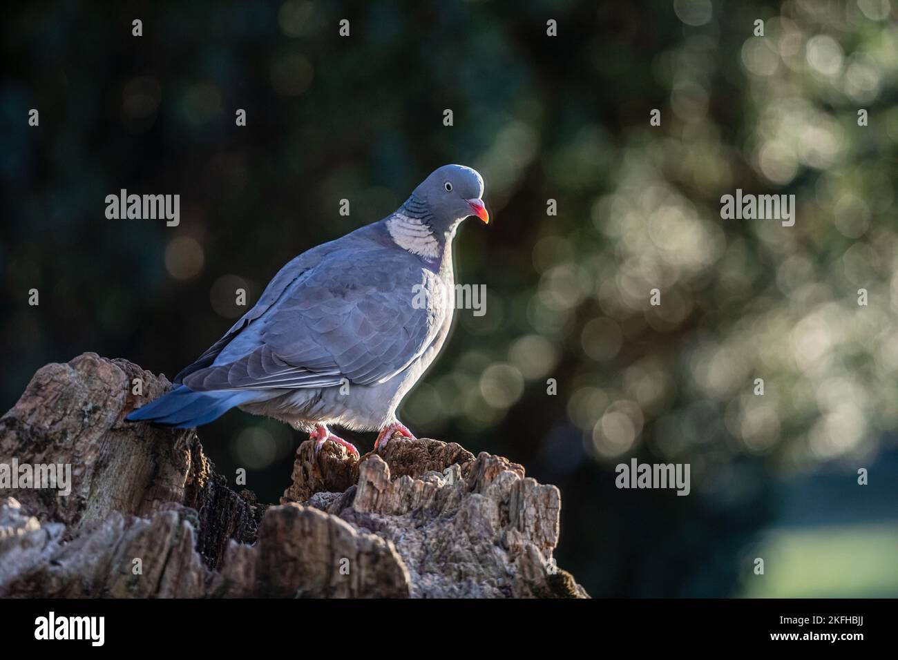 Culver culvers bird birds hi-res stock photography and images - Alamy