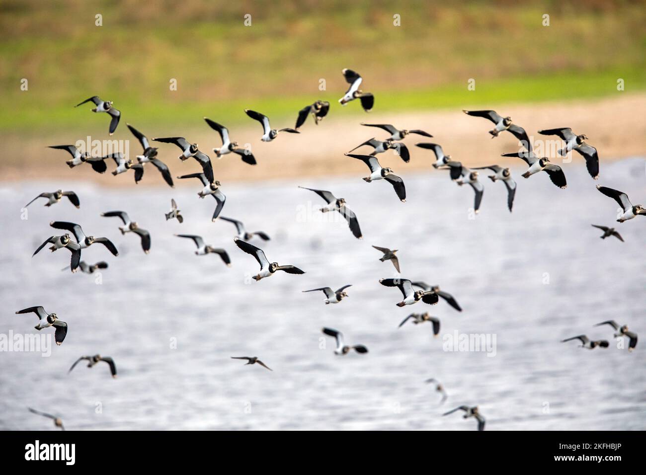Lapwings group fly hi-res stock photography and images - Alamy
