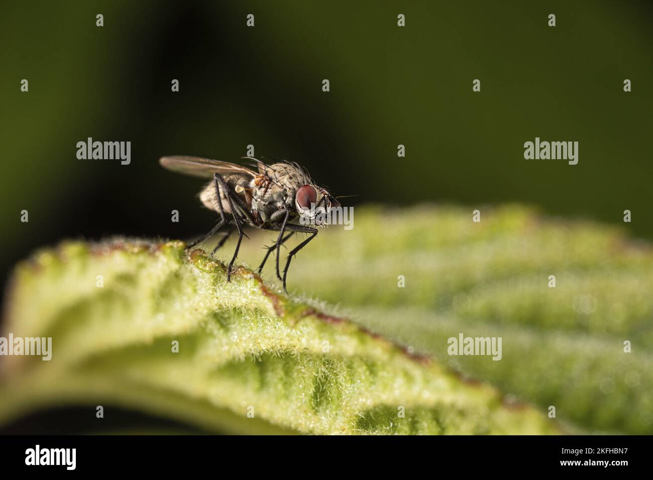 marbled-grey flesh fly Stock Photo - Alamy