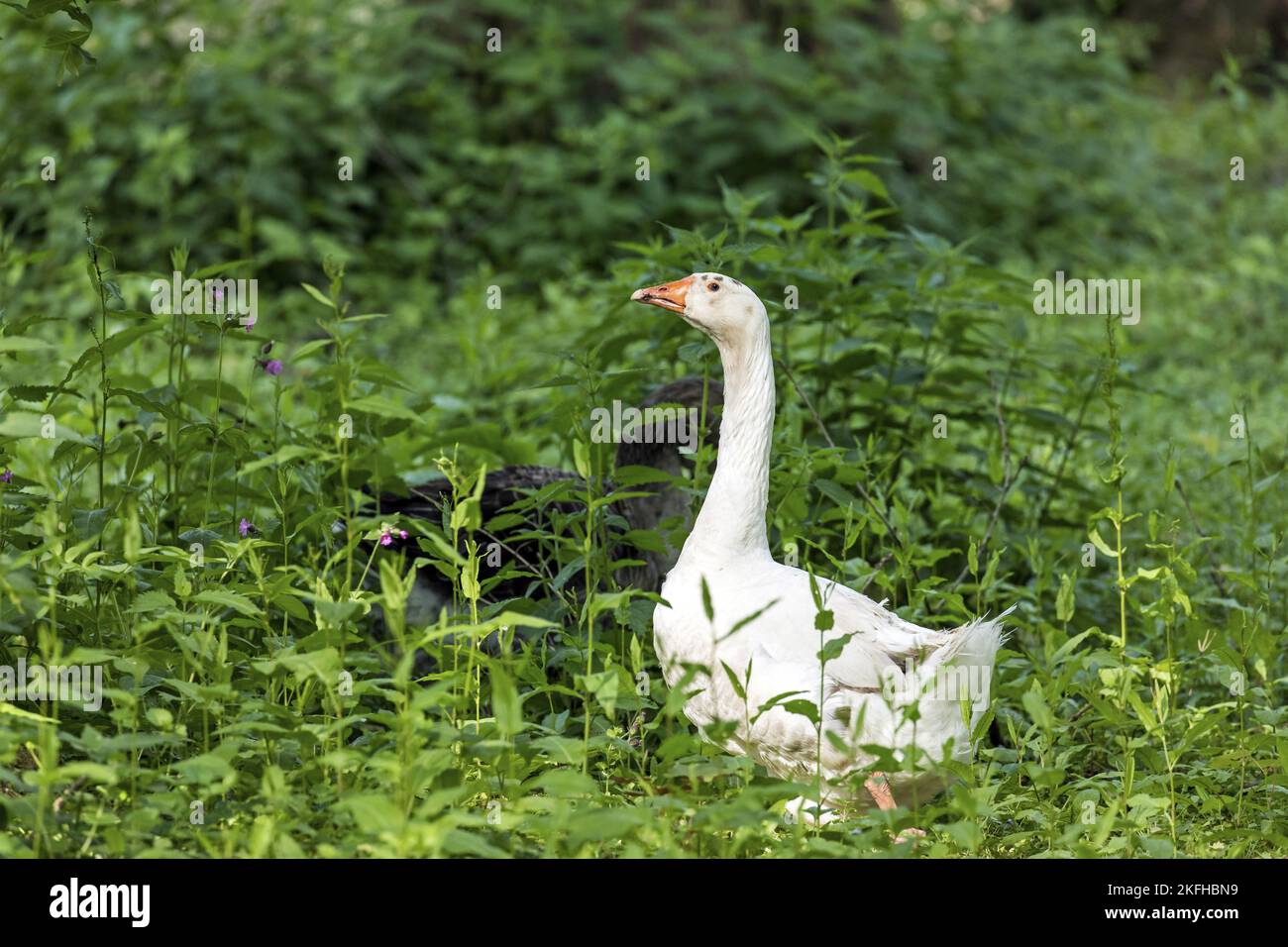 Toulouse goose hi-res stock photography and images - Alamy