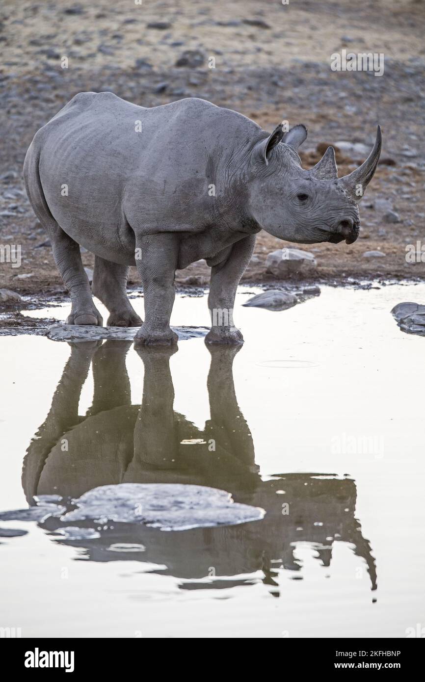 Black rhino standing at water hole Stock Photo - Alamy