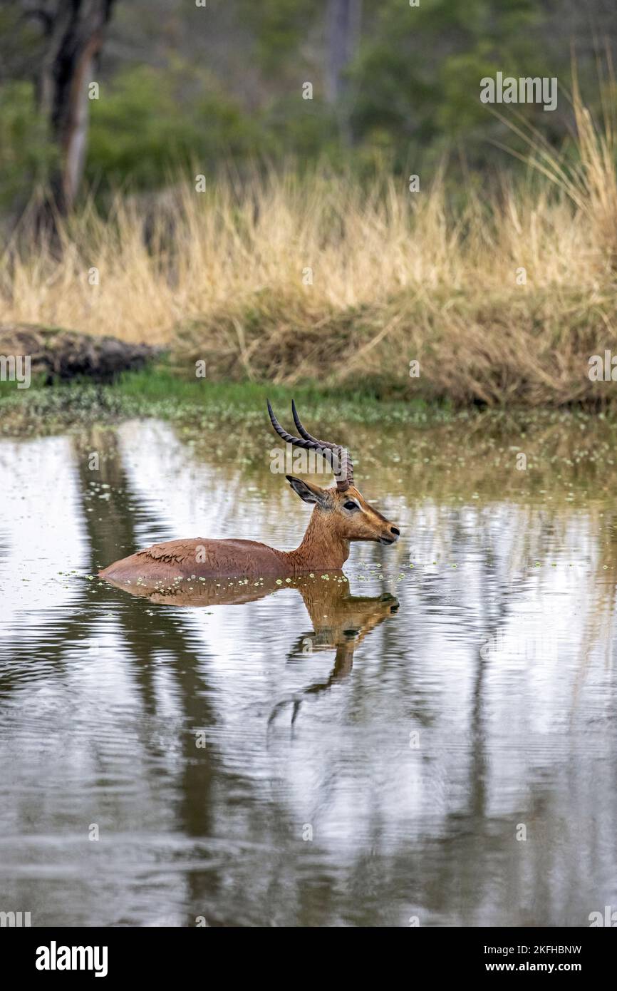 Black heel antelope bathing in water Stock Photo - Alamy