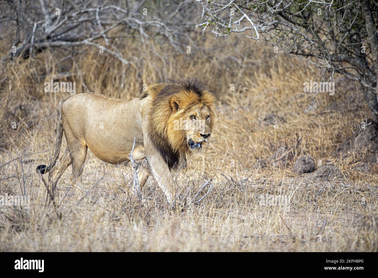 Transvaal lion hi-res stock photography and images - Alamy