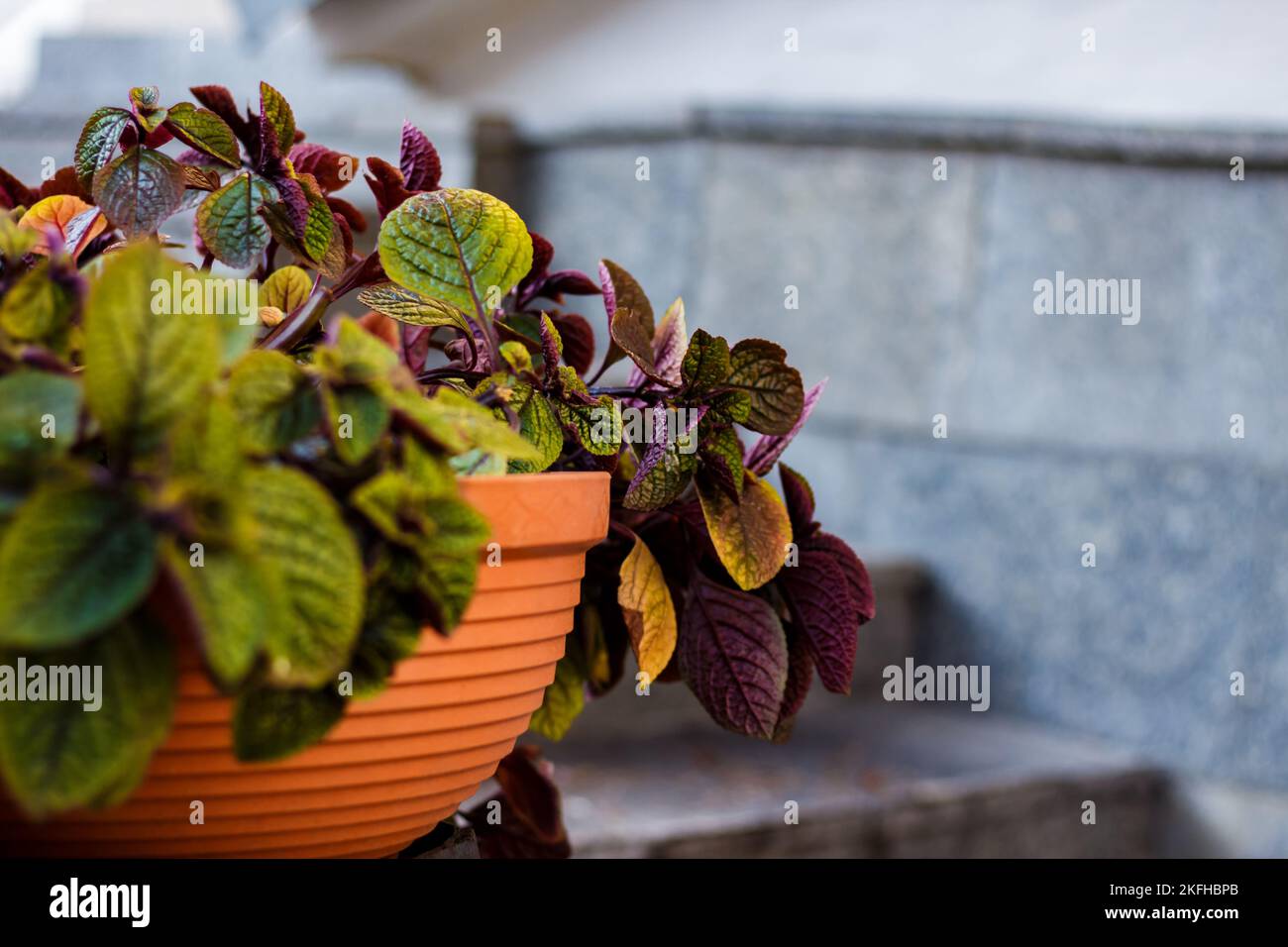 Town flowers in the big clay pots on street. Interior park street with ...