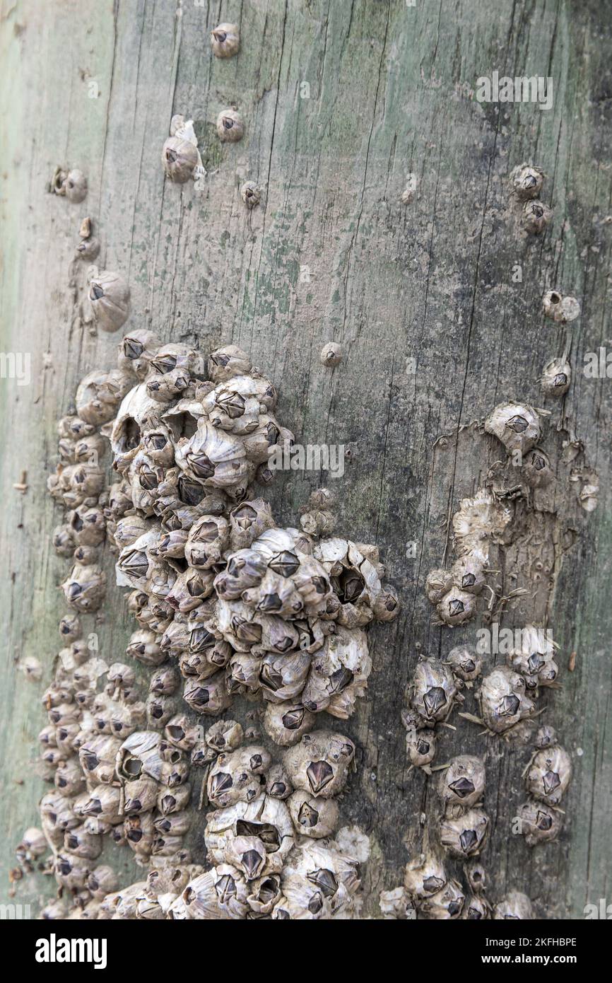 Large barnacles on a pier Stock Photo - Alamy