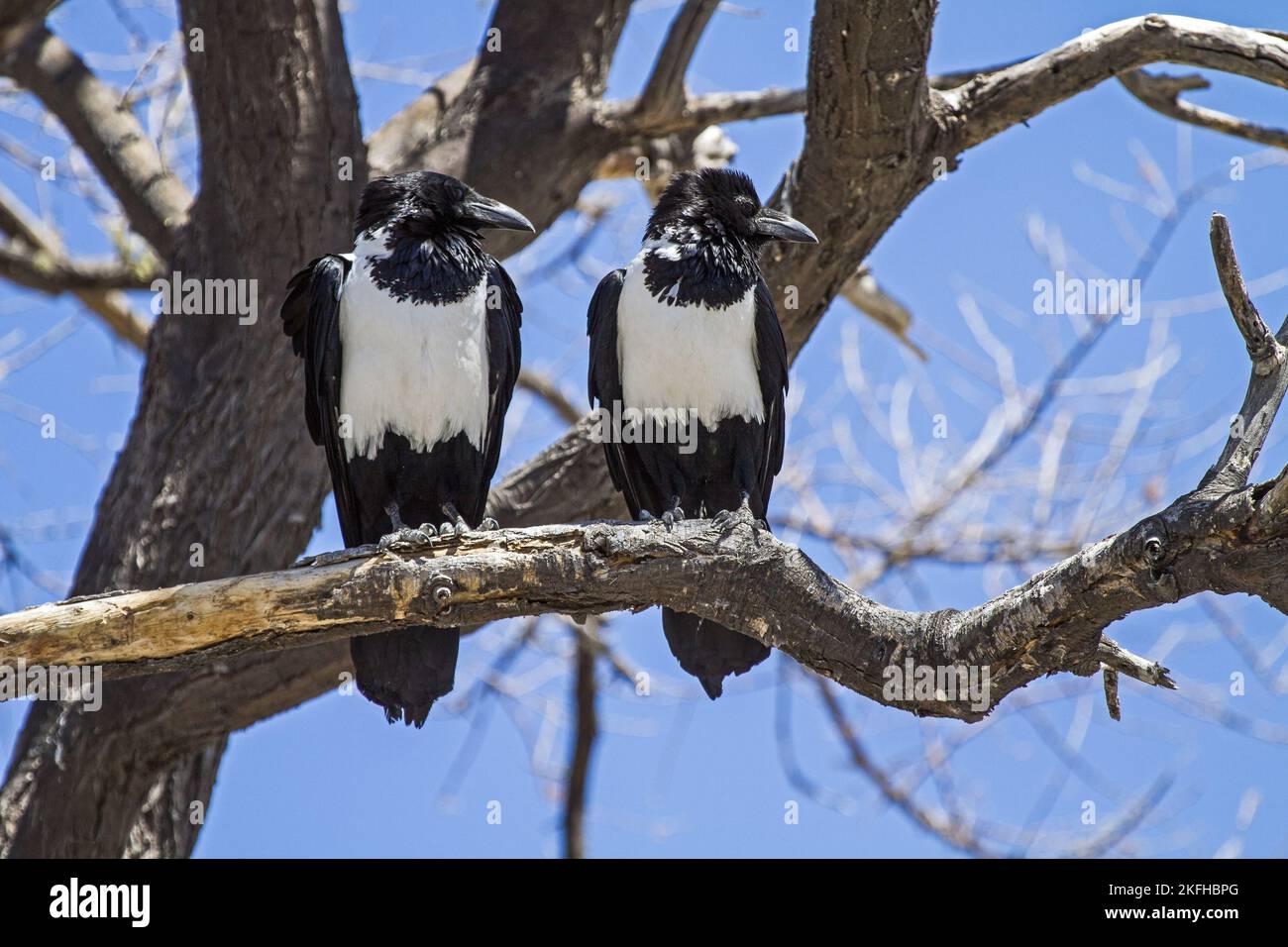 Two pied crows hi-res stock photography and images - Alamy