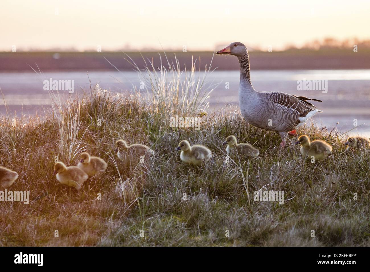 Grass sunset goose light hi-res stock photography and images - Alamy