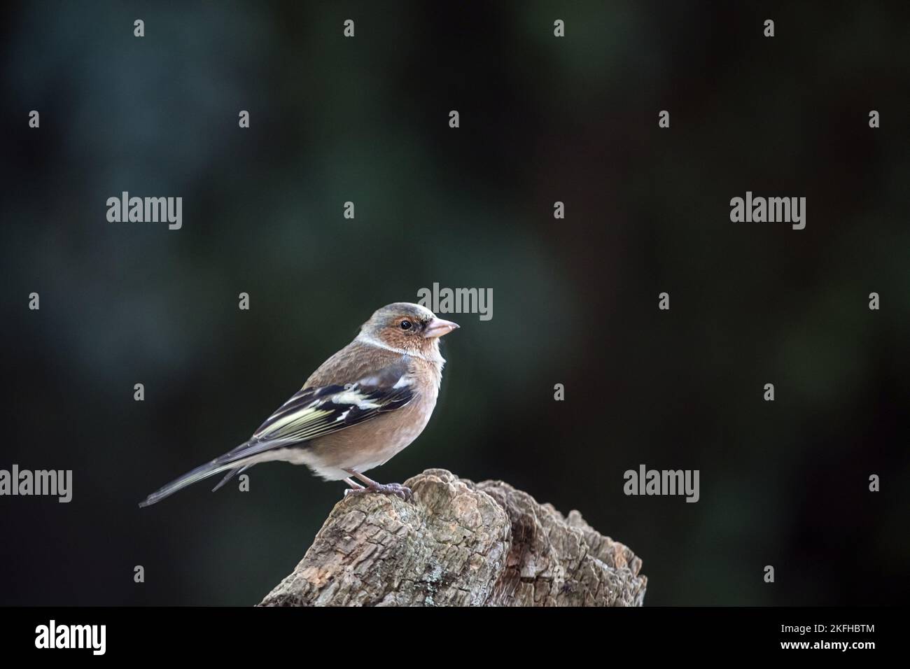 1 one adult male chaffinch hi-res stock photography and images - Alamy