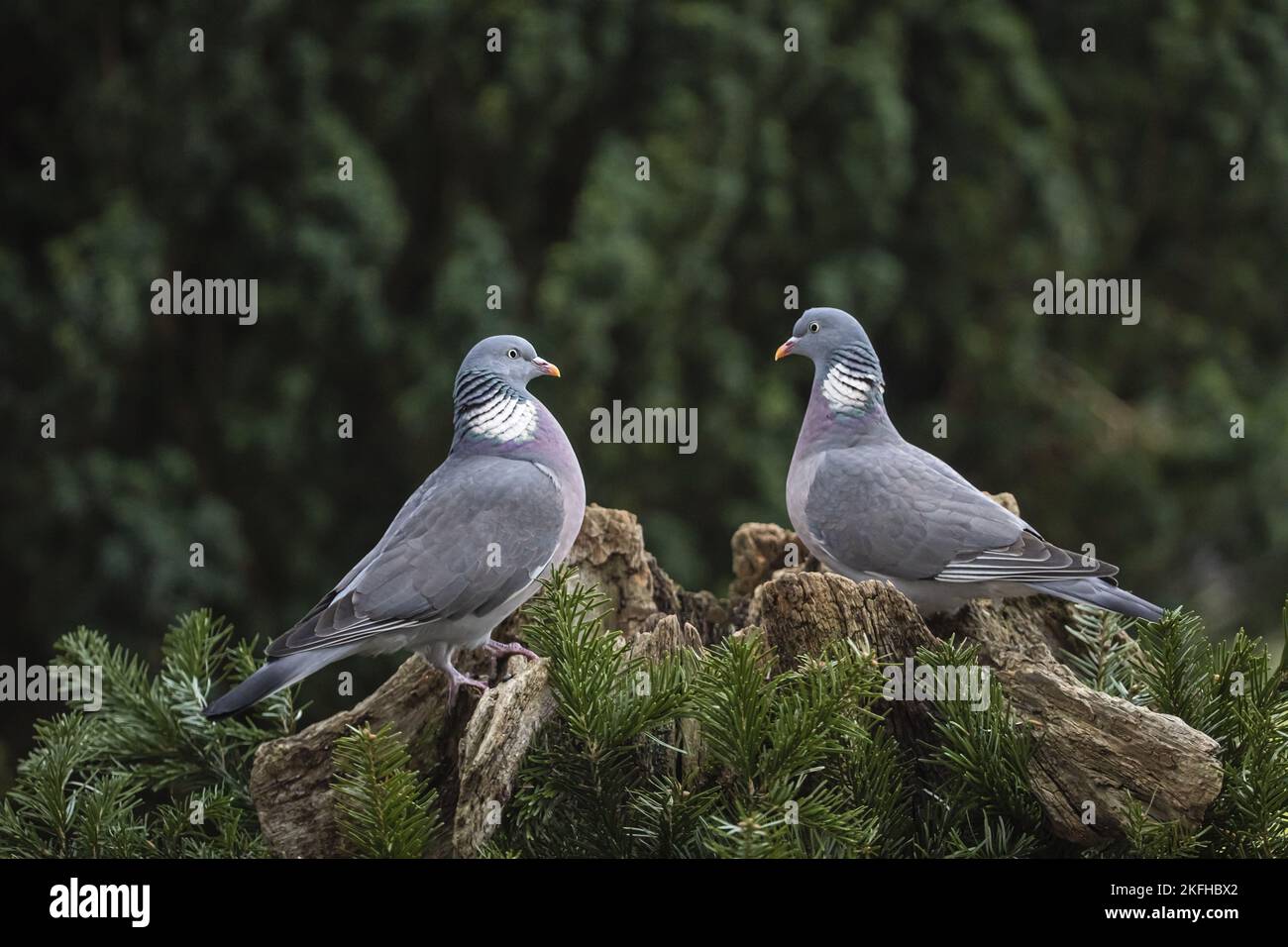 Culver culvers bird birds hi-res stock photography and images - Alamy