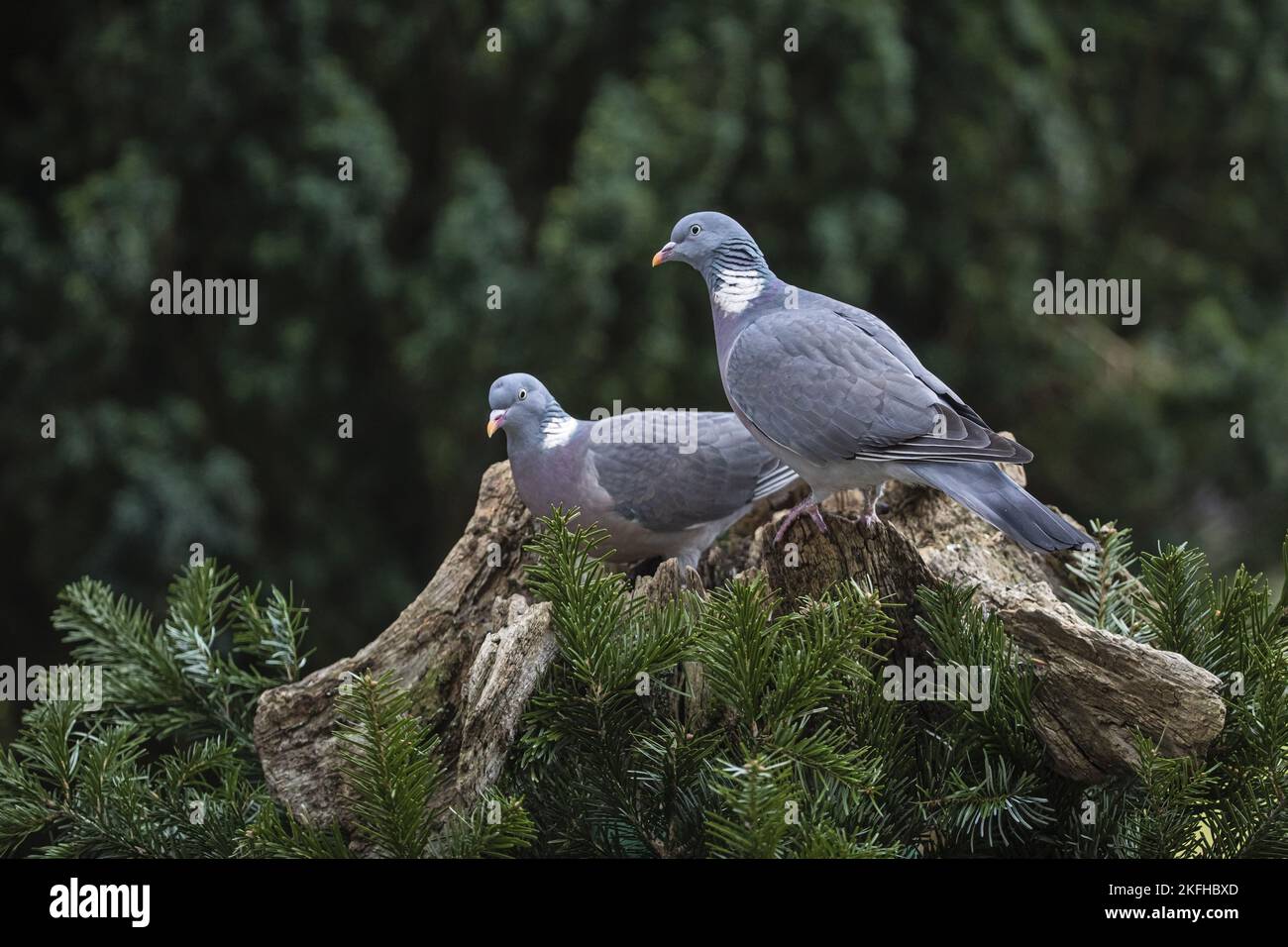 Culver culvers bird birds hi-res stock photography and images - Alamy