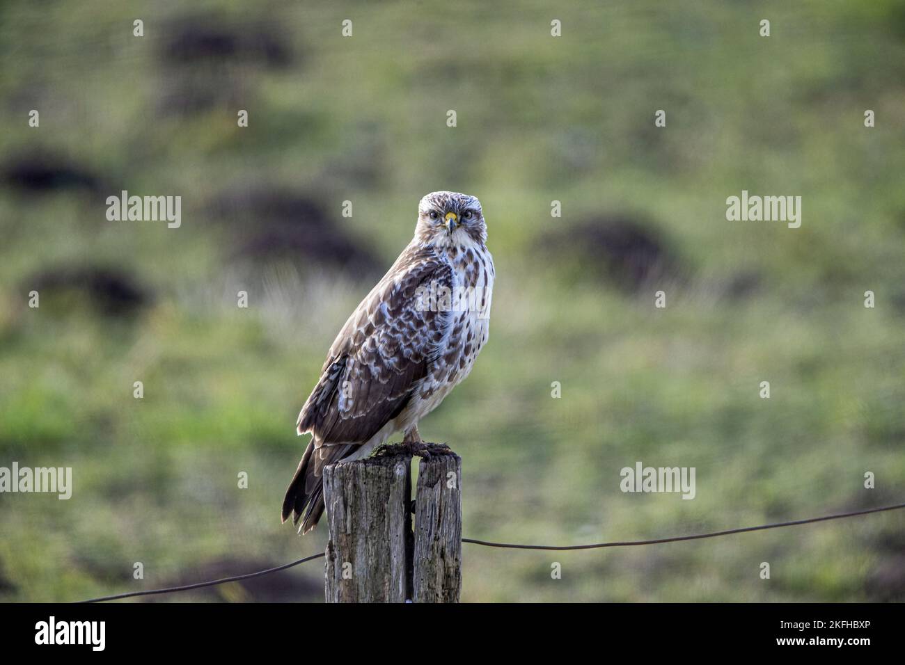 Buzzard sitting on pole hi-res stock photography and images - Alamy