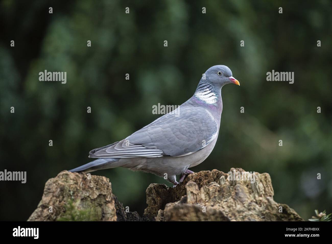 Culver culvers bird birds hi-res stock photography and images - Alamy