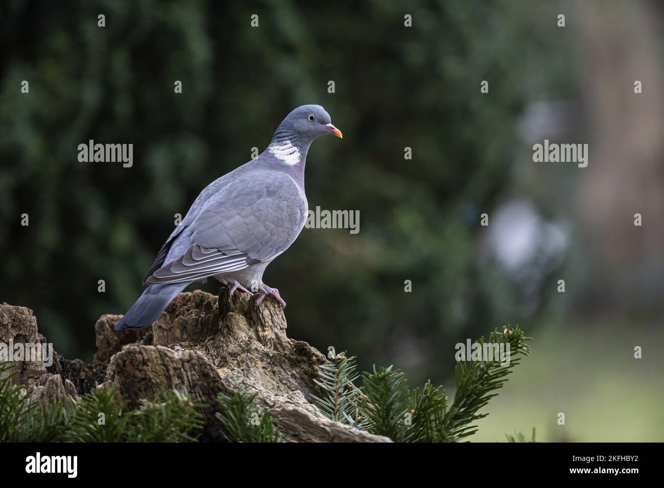 Culver culvers bird birds hi-res stock photography and images - Alamy
