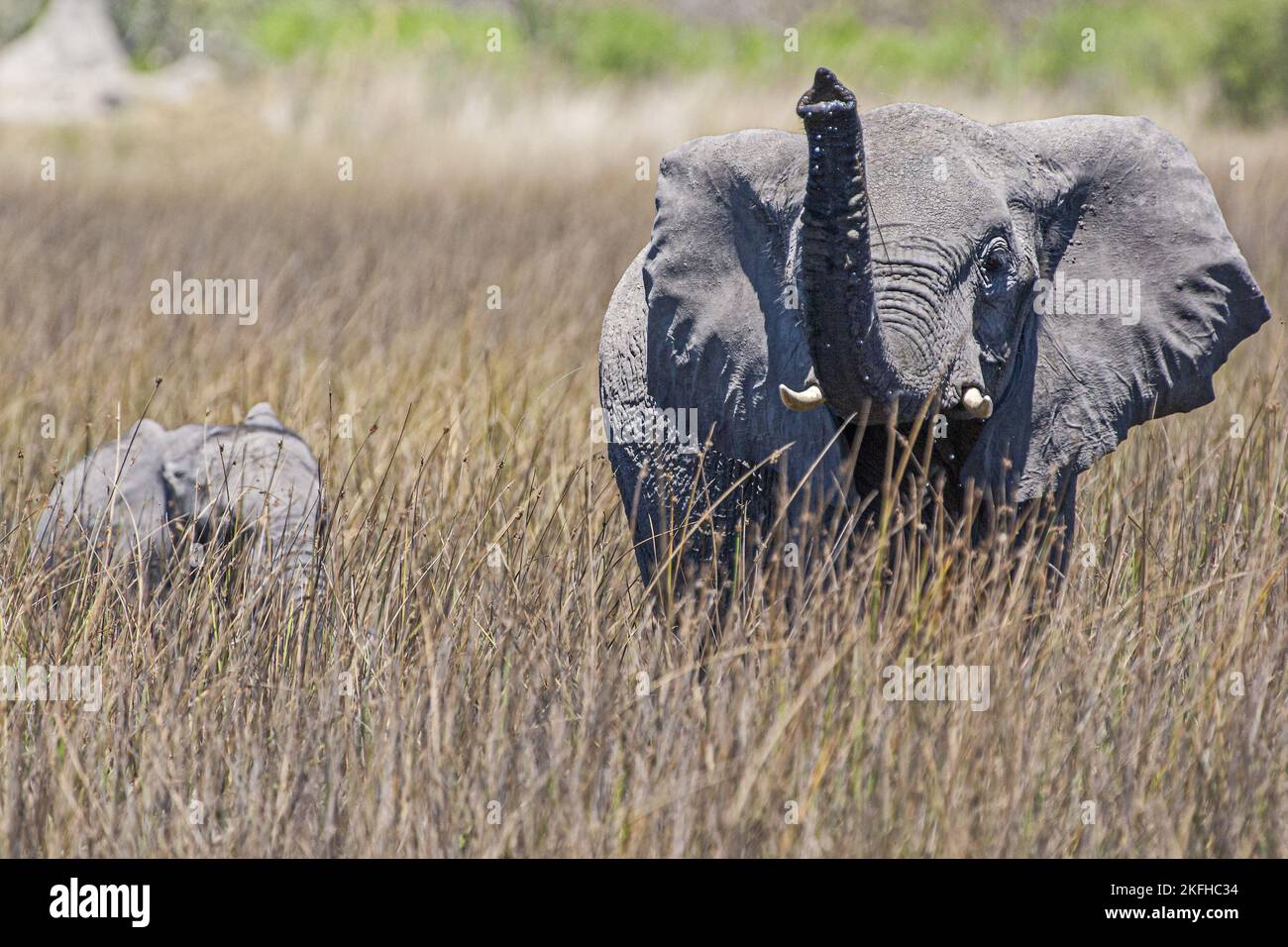 Elephant crying hi-res stock photography and images - Alamy
