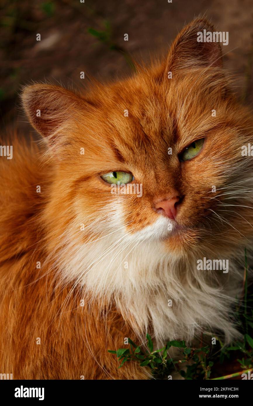 big and curious ginger cat on the street. Lazy handsome cat with green ...