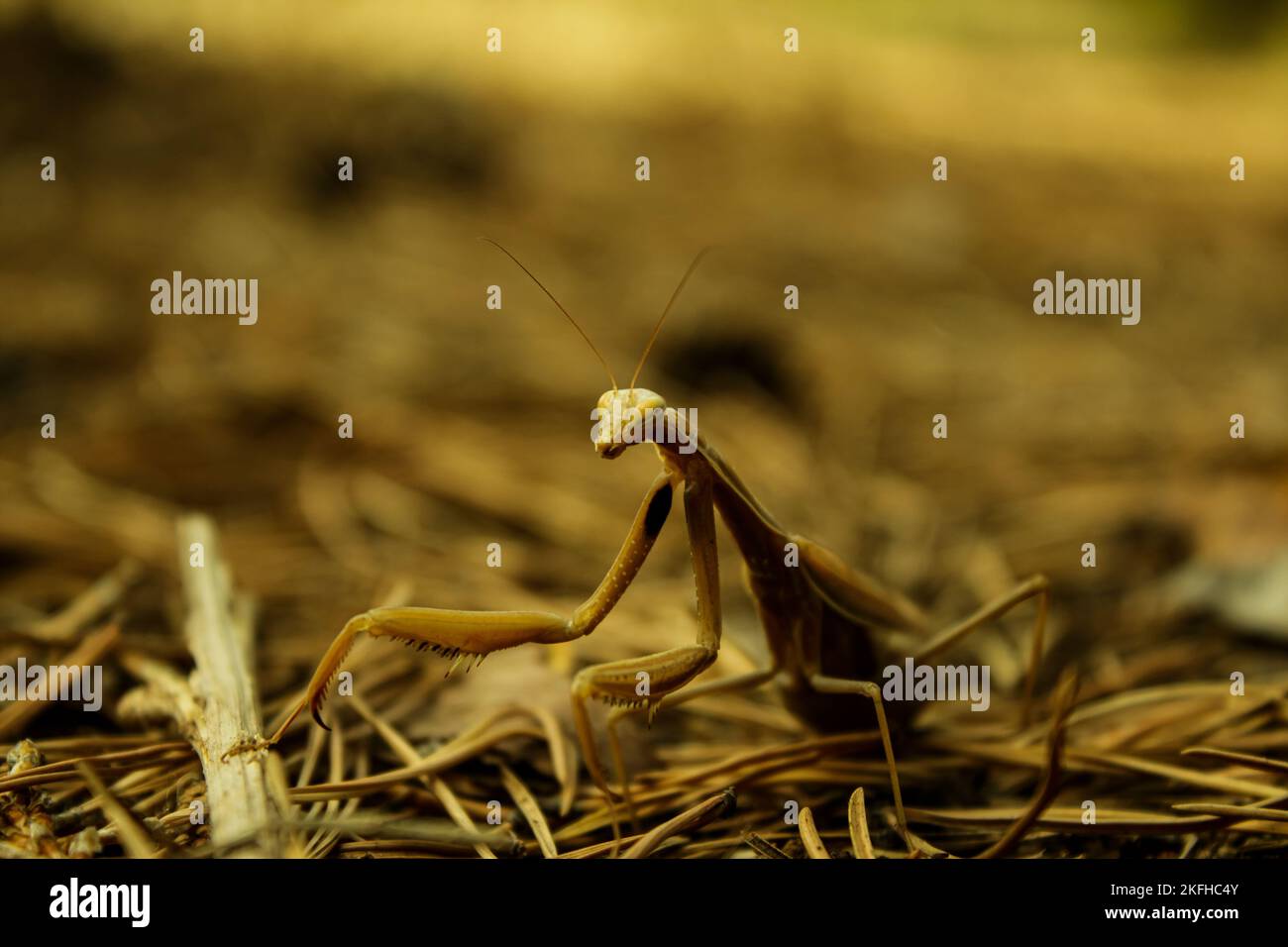 Praying mantis camouflages in nature among grass and sticks Stock Photo ...