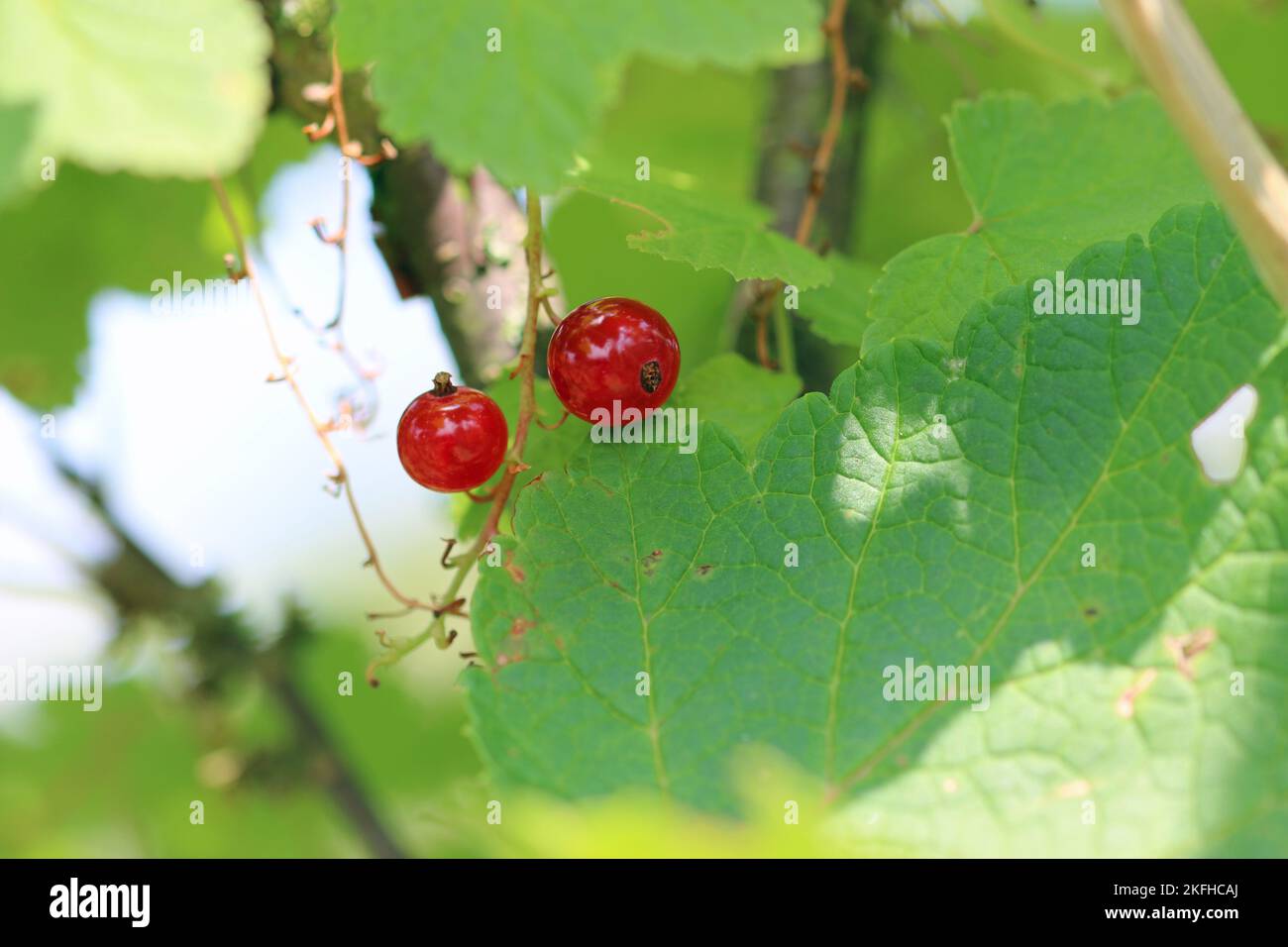 Redcurrant, Ribes rubrum of unknown variety, ripe red fruit in close up ...