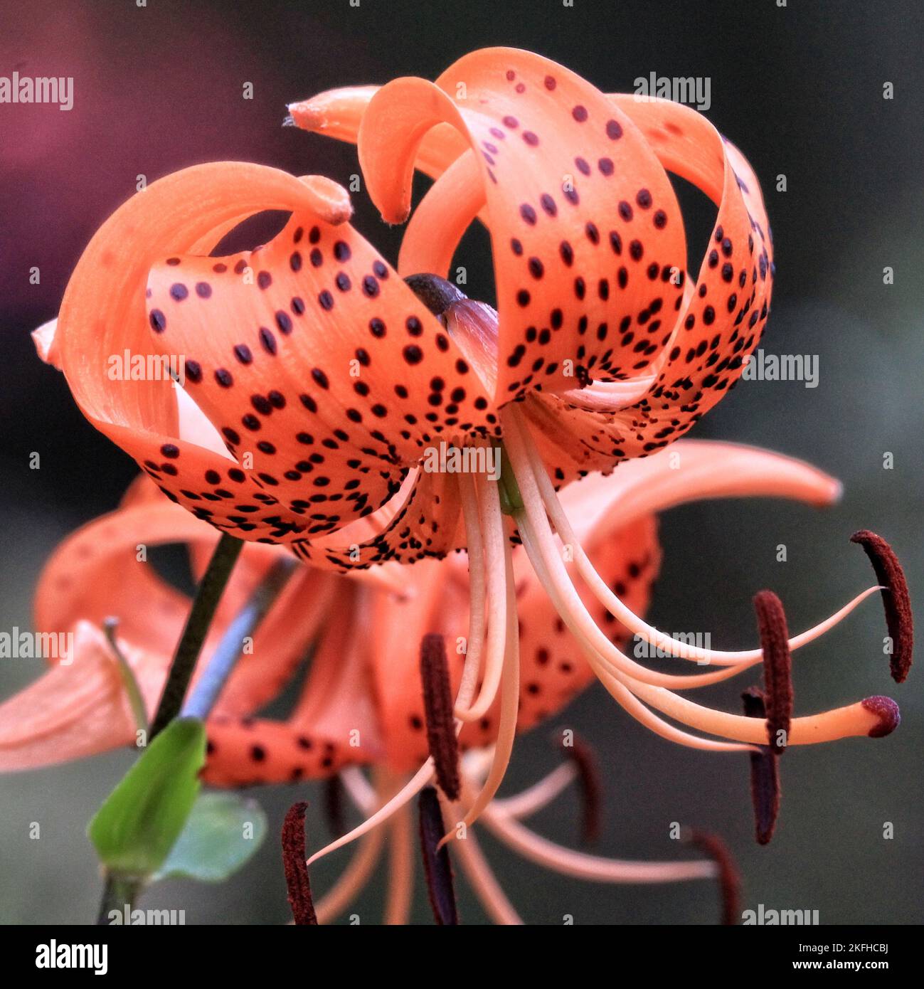 A closeup shot of the tiger lily flowers Stock Photo - Alamy