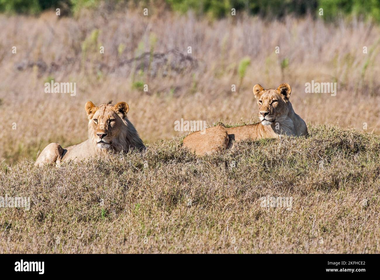 Two lions lie side hi-res stock photography and images - Alamy