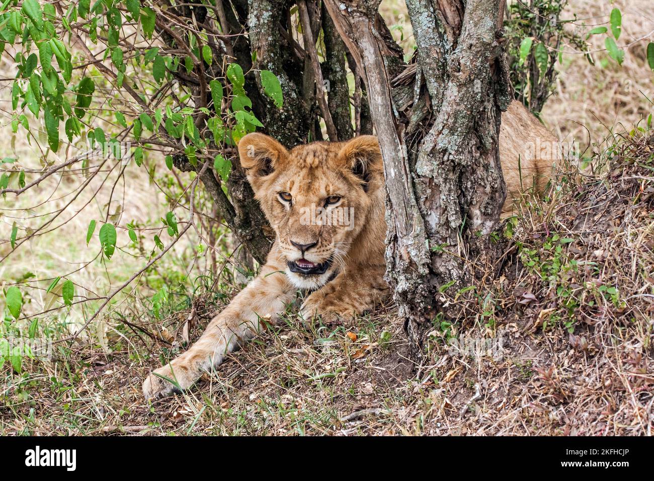 Side view lion cub lying hi-res stock photography and images - Alamy