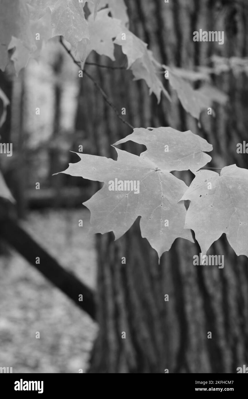 Autumn maple leaves growing on the tree branch in a black and white ...