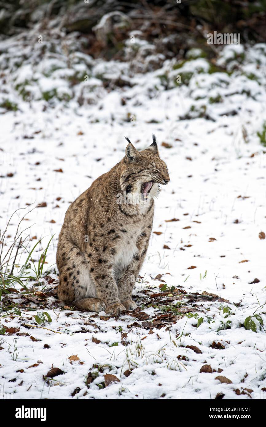 sitting Eurasian Lynx Stock Photo - Alamy